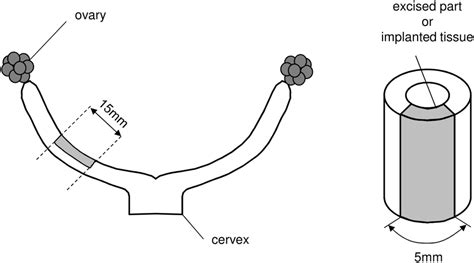 Illustrations Of Sample Excision For Decellularization And In Vivo Download Scientific Diagram