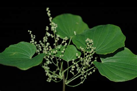 Dioscorea Villosa Dioscoreaceae