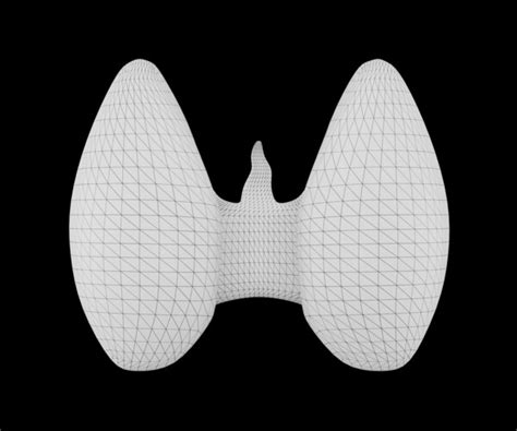 Artstation Thyroid 3d Model Realistic Human Thyroid Anatomy Resources