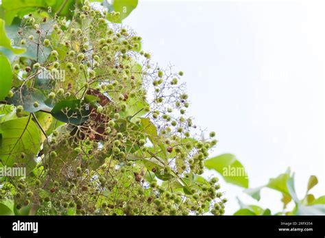 Teak Tree Fruit