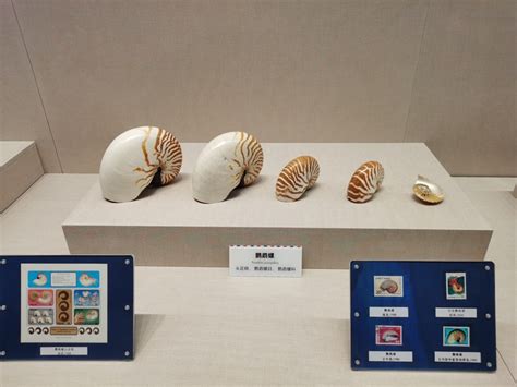 “邮票上的贝壳”即将开展 展览预告 常州市武进区博物馆