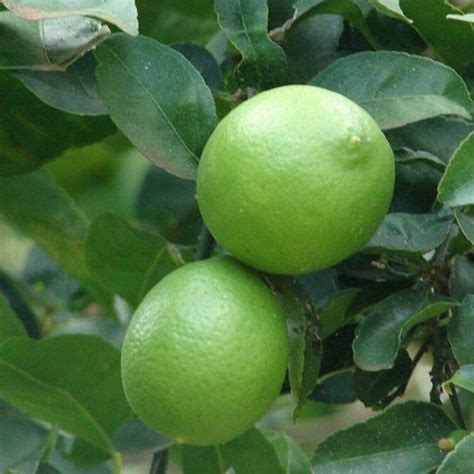Mexican Key Lime Trees