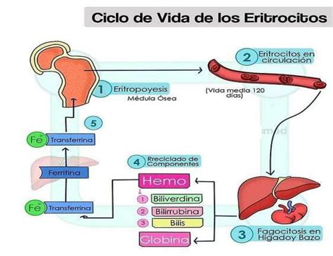 Ciclos De Vida De Los Eritrocitos Fraii Udocz