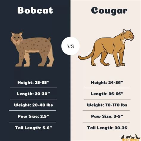 Bobcat Size Comparison How Big Is A Bobcat