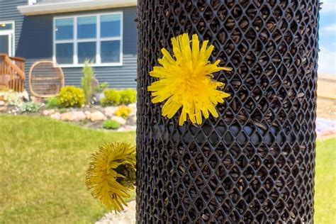 The 5 Best Bird Feeders Tested By Bhg