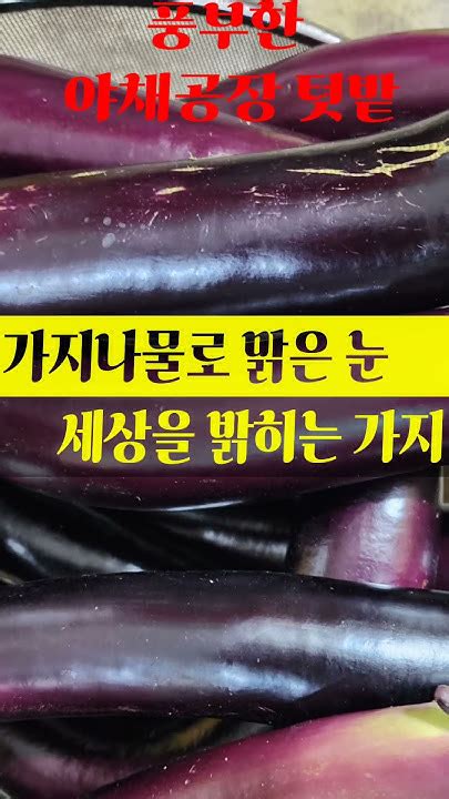 신선한 과일과 야채 생산공장 텃밭 텃밭 가지 오이 토마토 상추 Youtube