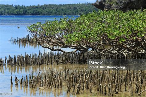 Bakau Foto Stok Unduh Gambar Sekarang Ekosistem Hutan Bakau