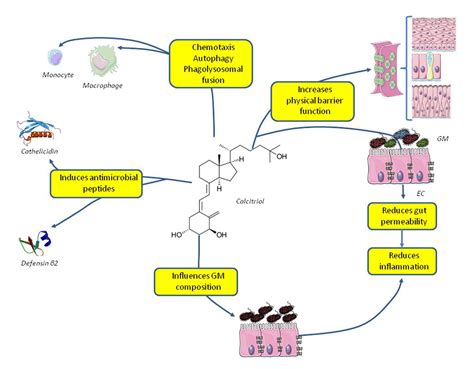 Vitamin D An Orchestrator Of Immune Responses Grassrootshealth