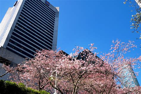 버라드 역 4월의 봄에는 고층 빌딩과 스카이트레인 역 근처에서 아름다운 나무가 피어납니다 목련 벚꽃 일본 벚꽃 흰 붉은 꽃이