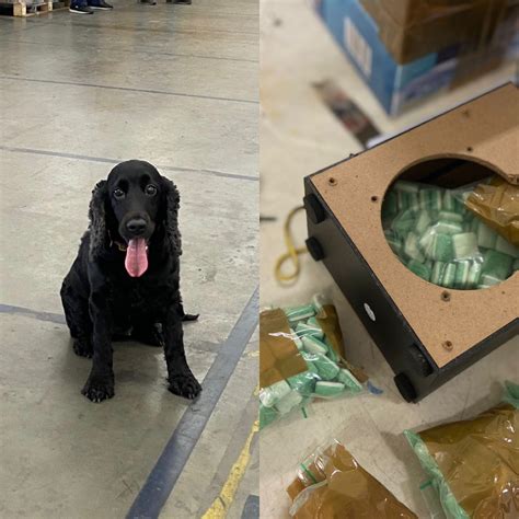 Cães Farejadores Da Polícia Civil Encontram 15 Quilos De Pasta Base De