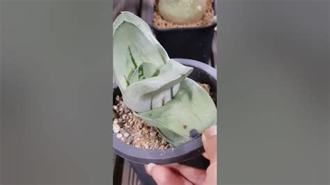 와우금 와우백금 다육 다육식물 다육금 Youtube