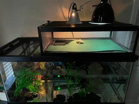 Above Tank Basking Album On Imgur