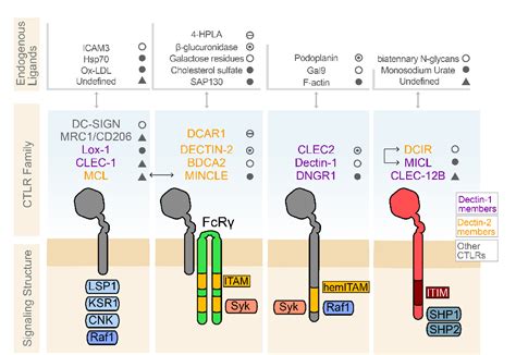 Figure 2 From The Diverse Roles Of C Type Lectin Like Receptors In