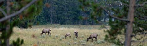 Proposed 20242025 Hunting Regulations Montana Fwp 54 Off