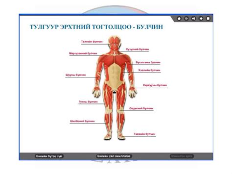 лекц 1 хүний биеийн ерөнхий бүтэц тулгуур эрхтэн тогтолцоо Pptx