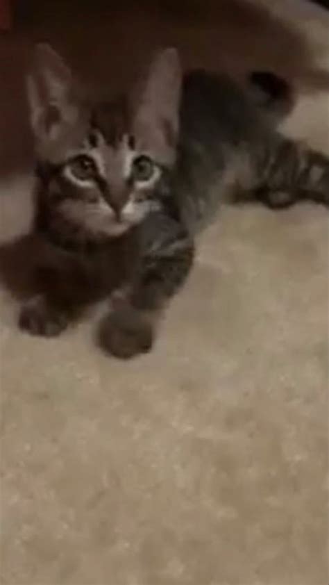 Cute Cat Photos That Will Melt Your Heart I Cat Photo Cute Cats Photos Cats