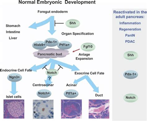 Cell Differentiation Programs In Pancreatic Development And Pdac On