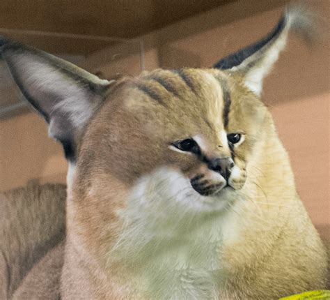 Small Face Floppa Credit To Ucultural Reveal 2788 For The Edit