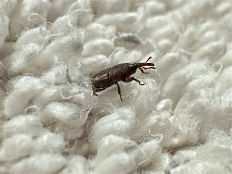 Tiny Weevil Im In Love R Weeviltime