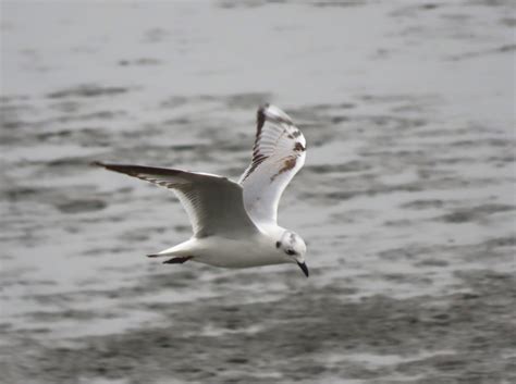 ズグロカモメ 2022 11 19 日本の野鳥識別図鑑
