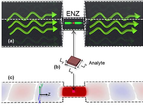 Schematic Representation Of The Enz Sensor A Narrow Hollow