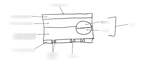 Bio Diagram Diagram Quizlet