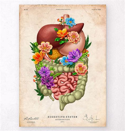 Digestive System Anatomy Art Print By Codex Anatomicus