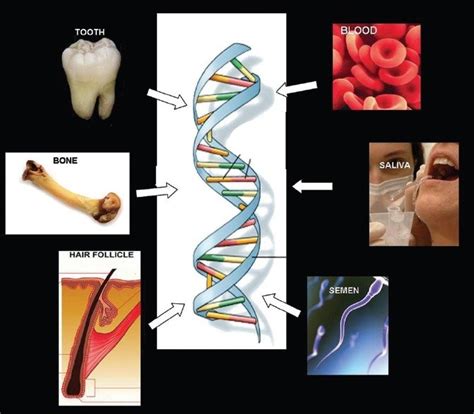 Forensic Science Careers In South Africa