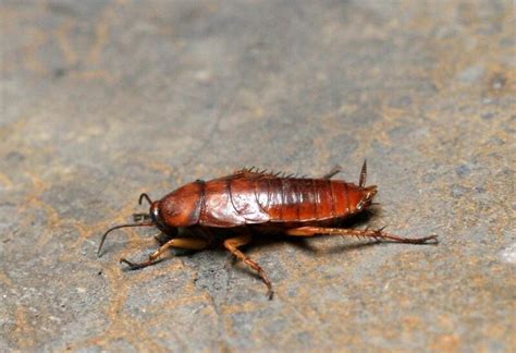 What Eats Cockroaches All You Need To Know Pestopped