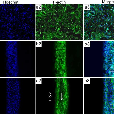 Podocyte Characteristics Under 2d A Static B And Fluidic C
