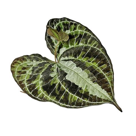 Dioscorea Care Species And Growing Tips Foliage Factory