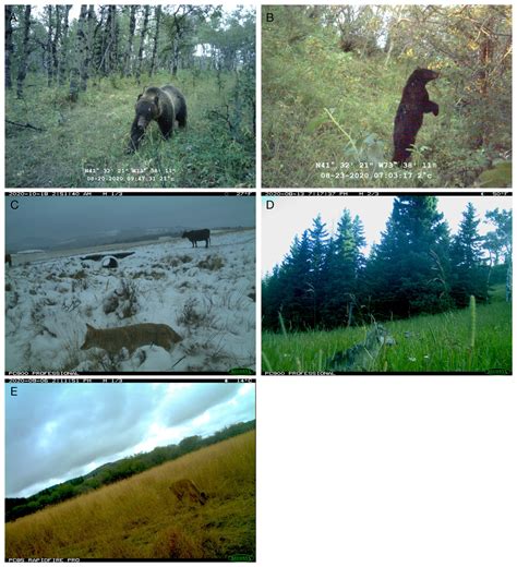 Low Stress Livestock Handling Protects Cattle In A Five Predator