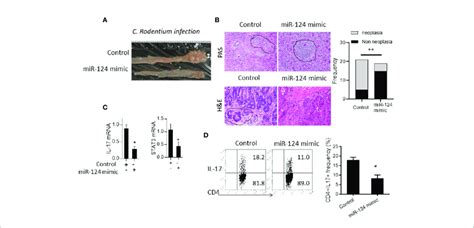Mir 124 Depressed The Colon Carcinogenesis In C Rodentium Infection