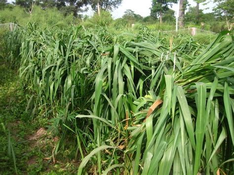 Mombasa Grass Panicum Maximum Tropical Seedstropical Seeds