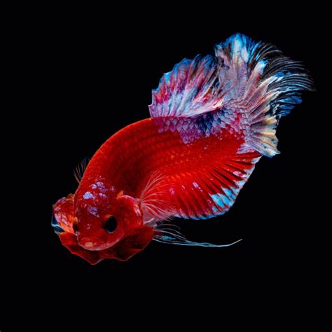 La Température Deau Idéale Pour Le Poisson Combattant Betta Splendens