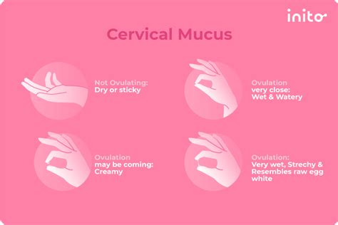 What Does Your Cervical Mucus Tell You About Your Body