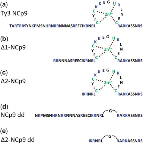 Structure Of A Wild Type Ty3 Nc B Δ1 Ncp9 C Δ2 Ncp9 D Ncp9