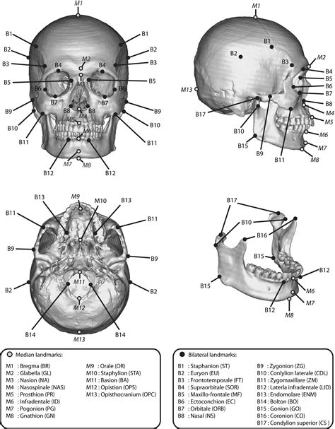 Printable Skull Anatomy Coloring Pages