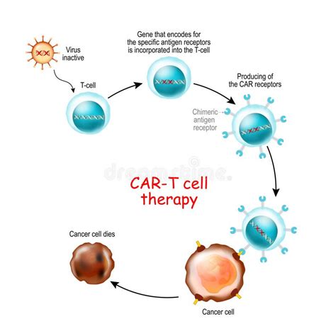 Immunotherapy T Cell And Chimeric Antigen Receptor Science Stock