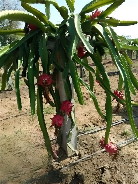 Well Watered Green Dragon Fruit Plant For Fruits At ₹ 100piece In
