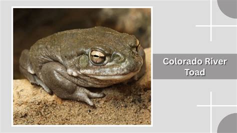 19 Types Of Toads Identification With Pictures