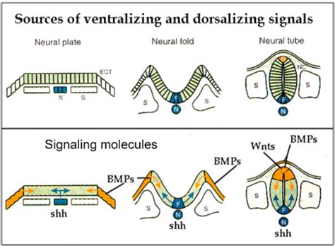 Segmental Organisation Of The Spinal Cord Flashcards Quizlet
