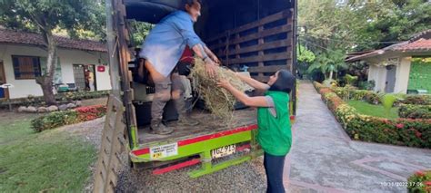 96 Tortugas Rehabilitadas En El Huila Fueron Liberadas En El Meta Tsm