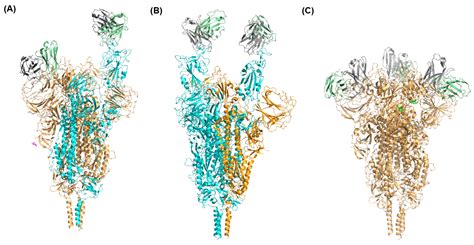 Ijms Free Full Text Distinct Conformations Of Sars Cov 2 Omicron