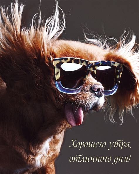 Картинки Доброе утро с юмором