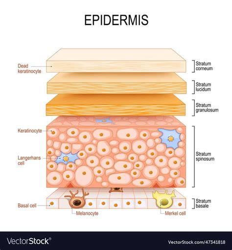Epidermis Structure Skin Anatomy Vector Image On Vectorstock Skin