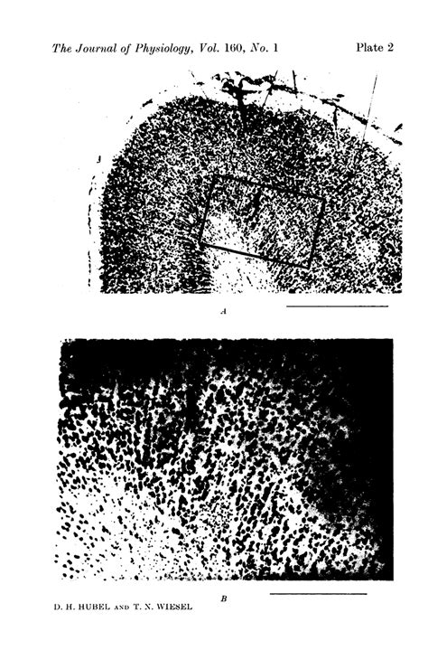 Receptive Fields Binocular Interaction And Functional Architecture In