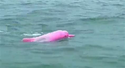 ببینید دلفین صورتی تا به حال دیده بودید؟
