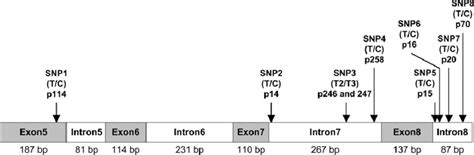 Schematic Representation Of 8 Polymorphic Sites In The Genomic Sequence Download Scientific