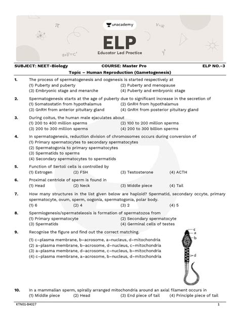 Human Reproduction 3 Pdf Sperm Endocrine System